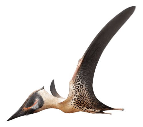 Pteros, The Encyclopedia of Pterosaurs