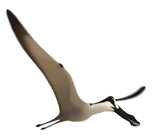 Pteros, The Encyclopedia of Pterosaurs