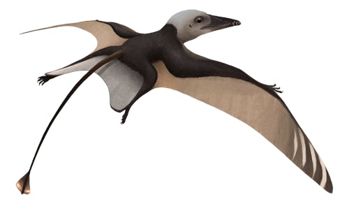 Pteros, The Encyclopedia of Pterosaurs