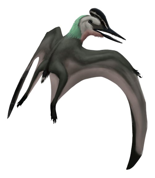 Pteros, The Encyclopedia of Pterosaurs