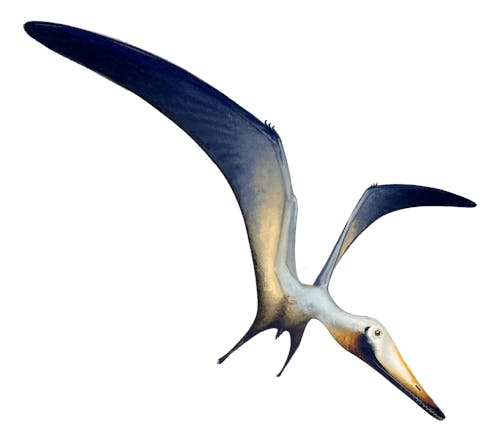 Pteros, The Encyclopedia of Pterosaurs