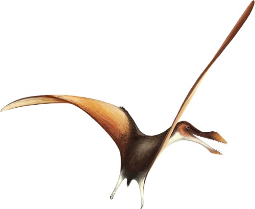 Pteros, The Encyclopedia of Pterosaurs