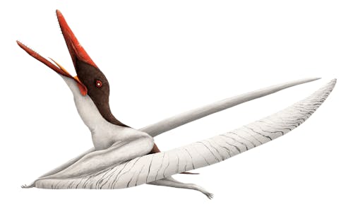 Pteros, The Encyclopedia of Pterosaurs