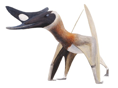 Pteros, The Encyclopedia of Pterosaurs