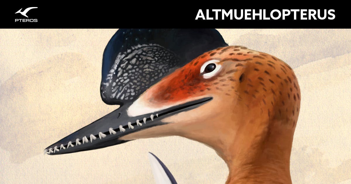Altmuehlopterus - Pteros