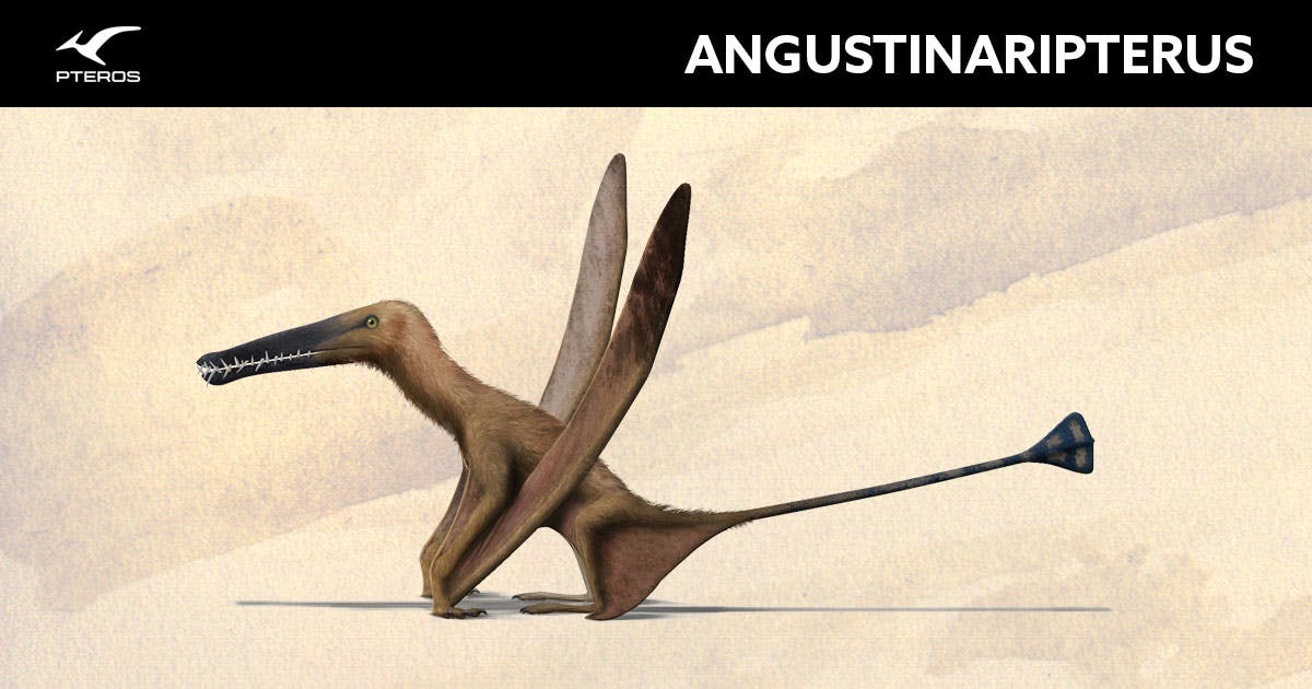 Angustinaripterus - Pteros