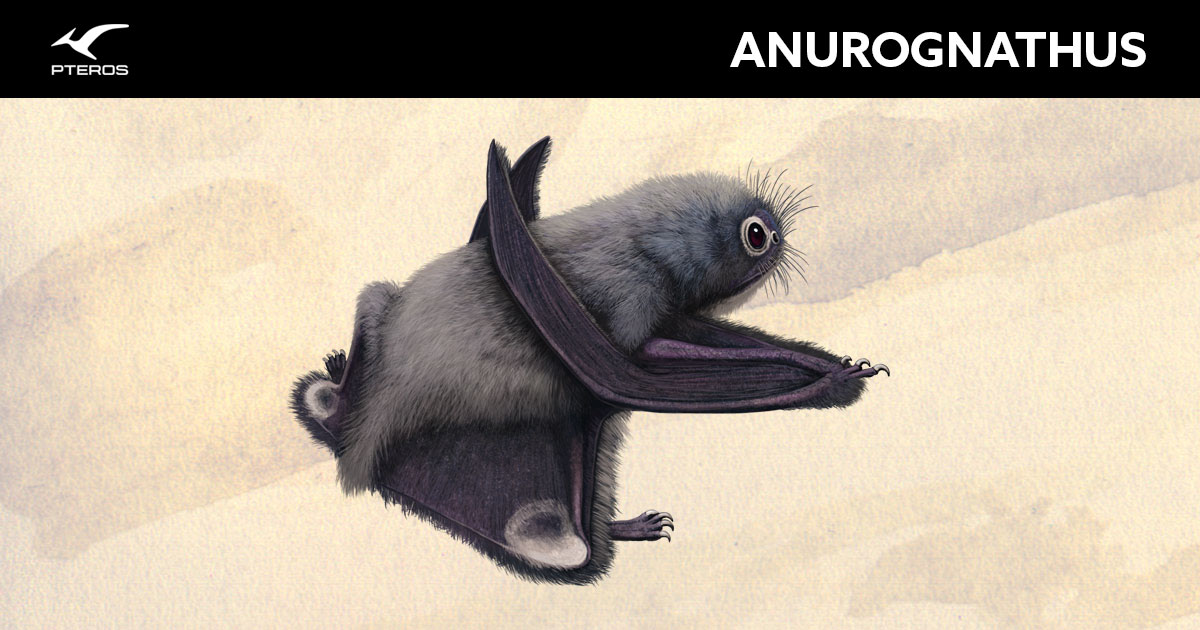 Pteros Pterosaur: Anurognathus