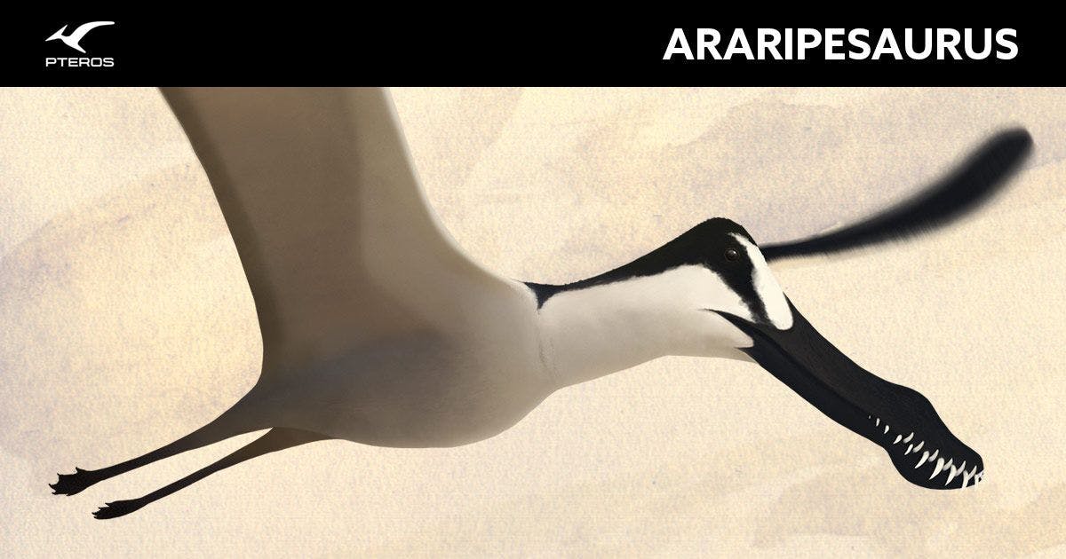 Araripesaurus - Pteros