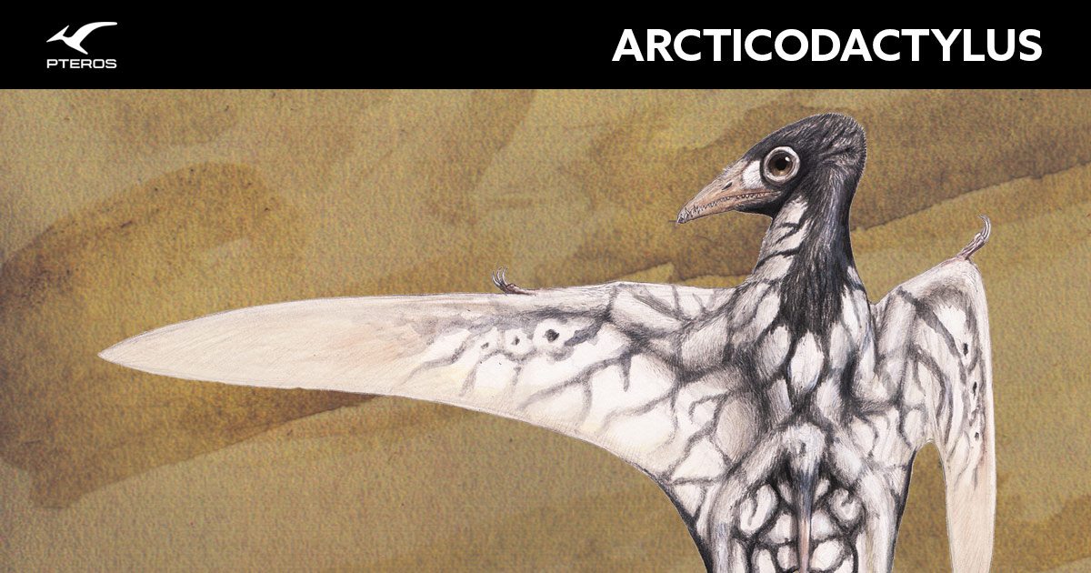 Pteros Pterosaur: Arcticodactylus