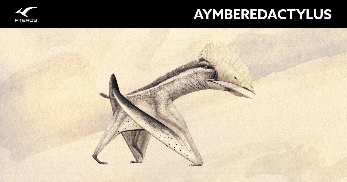 Aymberedactylus - Pteros