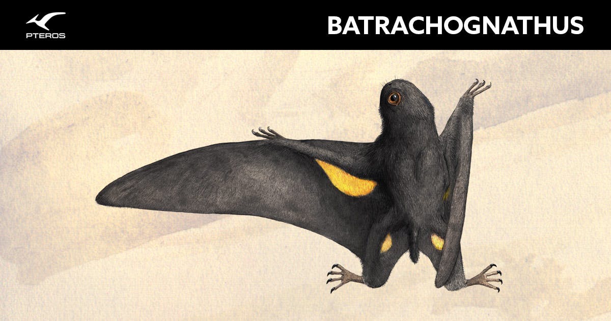 Batrachognathus - Pteros