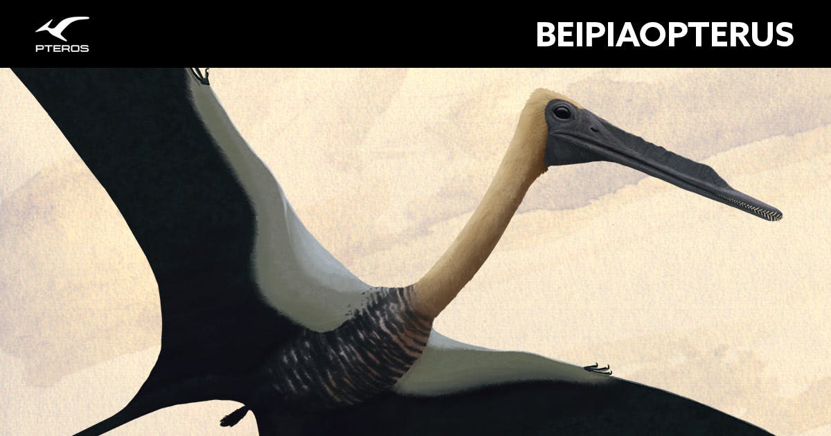 Beipiaopterus - Pteros