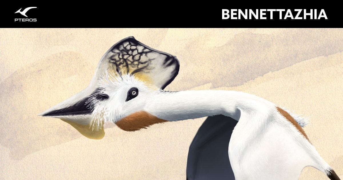 Bennettazhia - Pteros