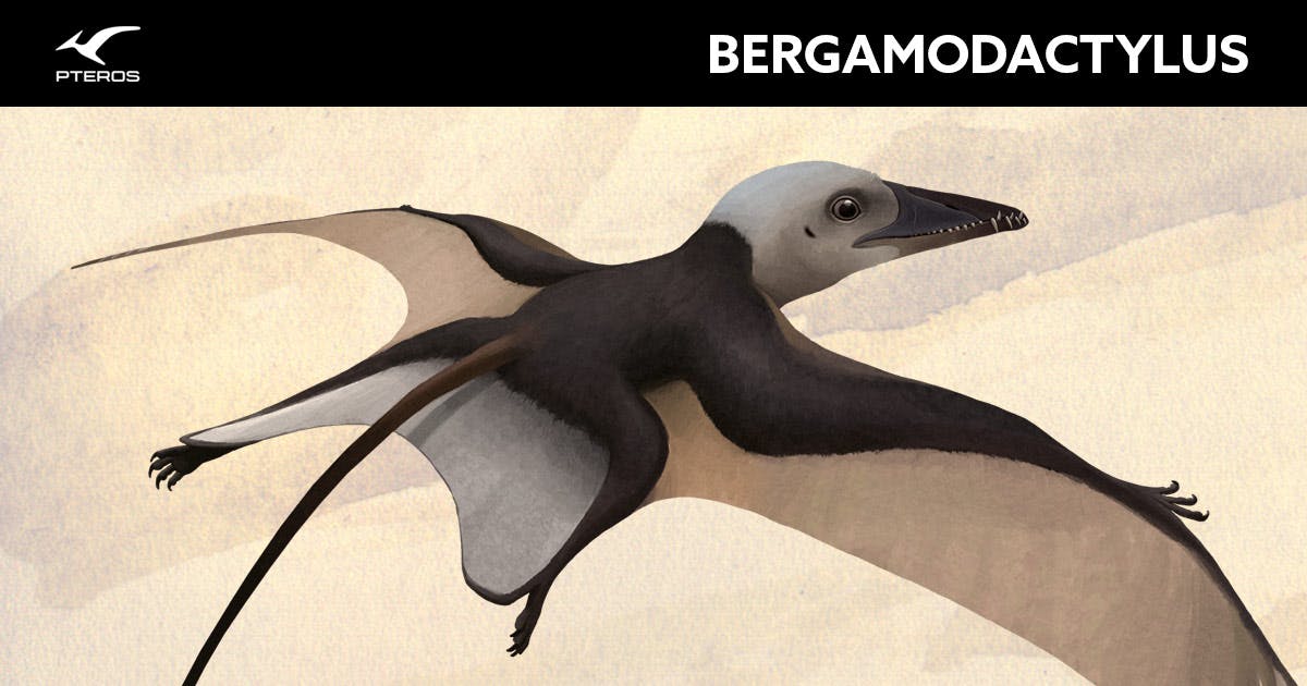 Bergamodactylus - Pteros