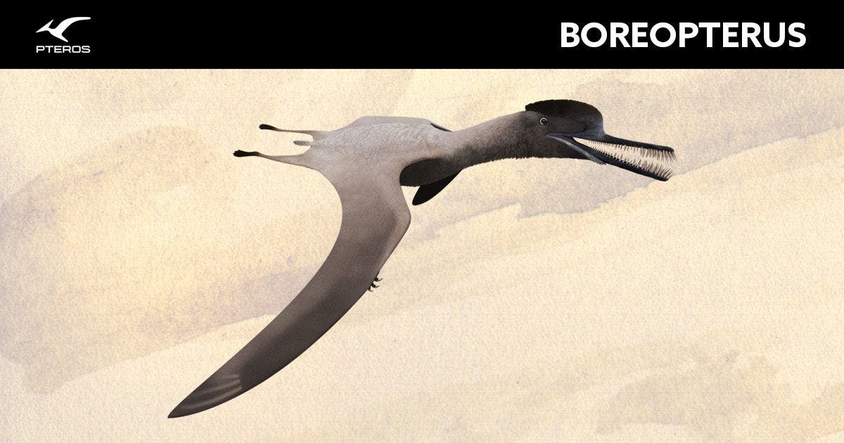 Boreopterus - Pteros