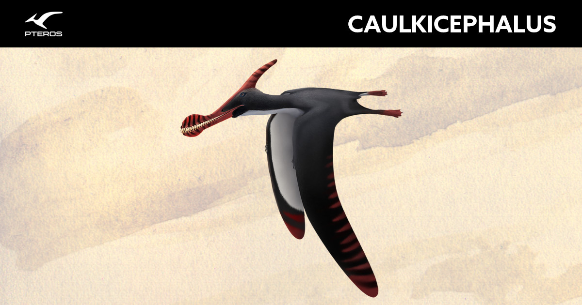 Pteros Pterosaur: Caulkicephalus