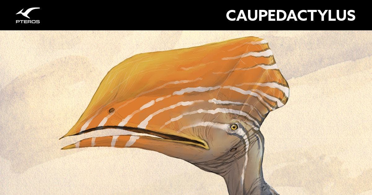 Caupedactylus - Pteros