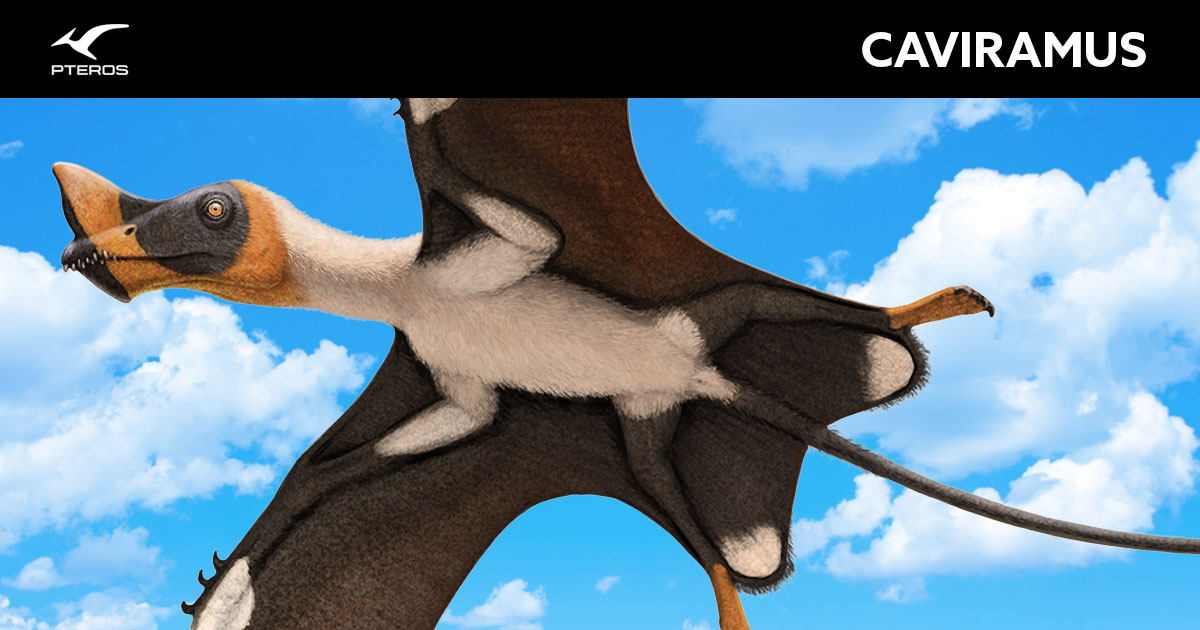 Pteros Pterosaur: Caviramus
