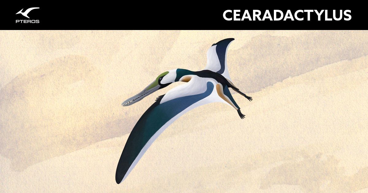 Pteros Pterosaur: Cearadactylus