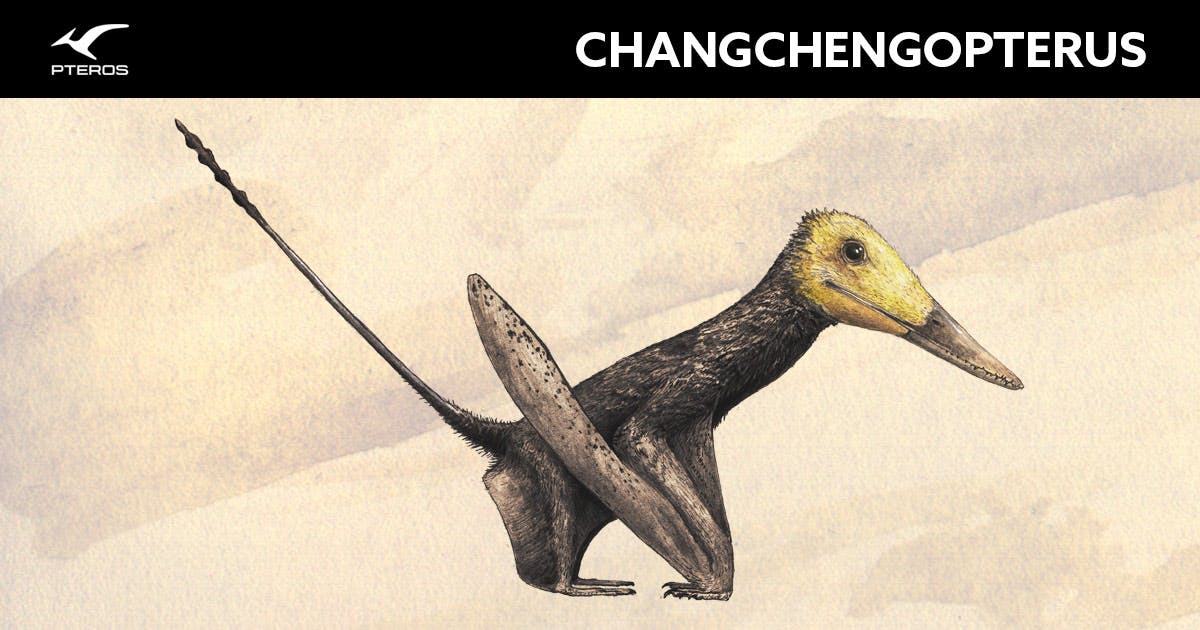 Changchengopterus - Pteros