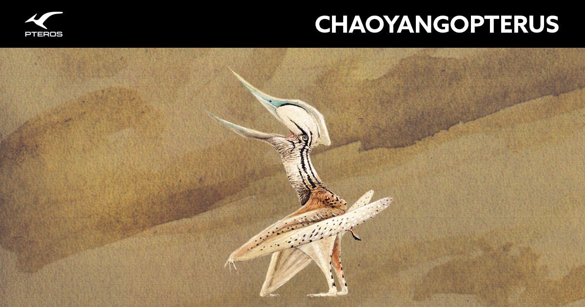 Chaoyangopterus - Pteros