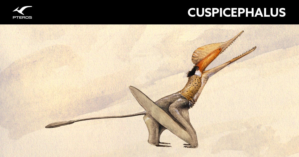 Cuspicephalus - Pteros