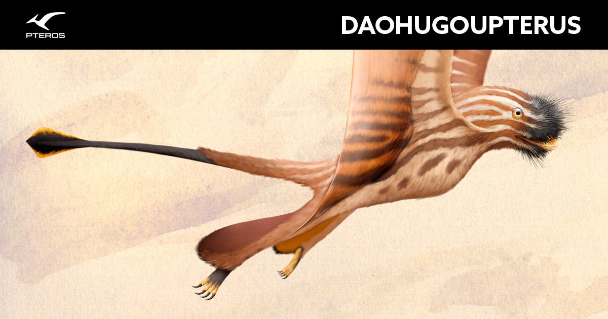 Daohugoupterus - Pteros