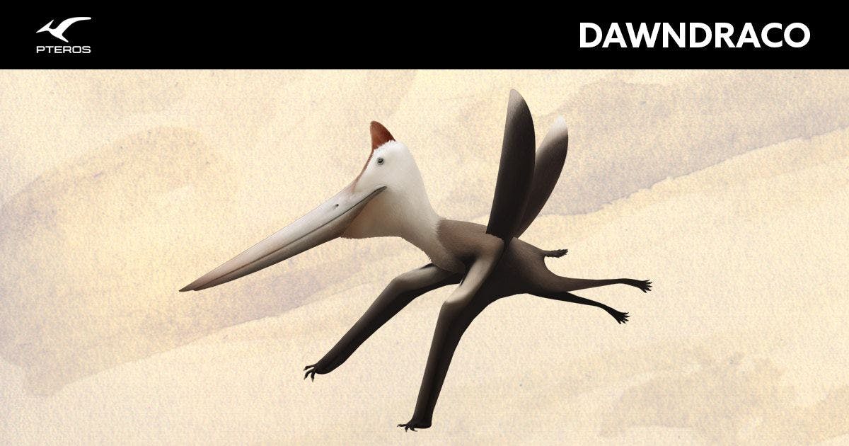 Dawndraco - Pteros