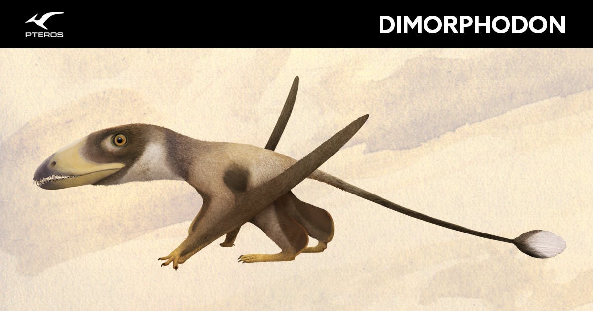 Dimorphodon - Pteros
