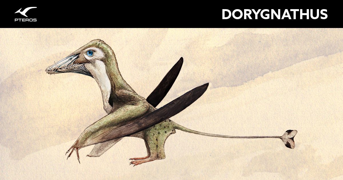 Pteros Pterosaur: Dorygnathus