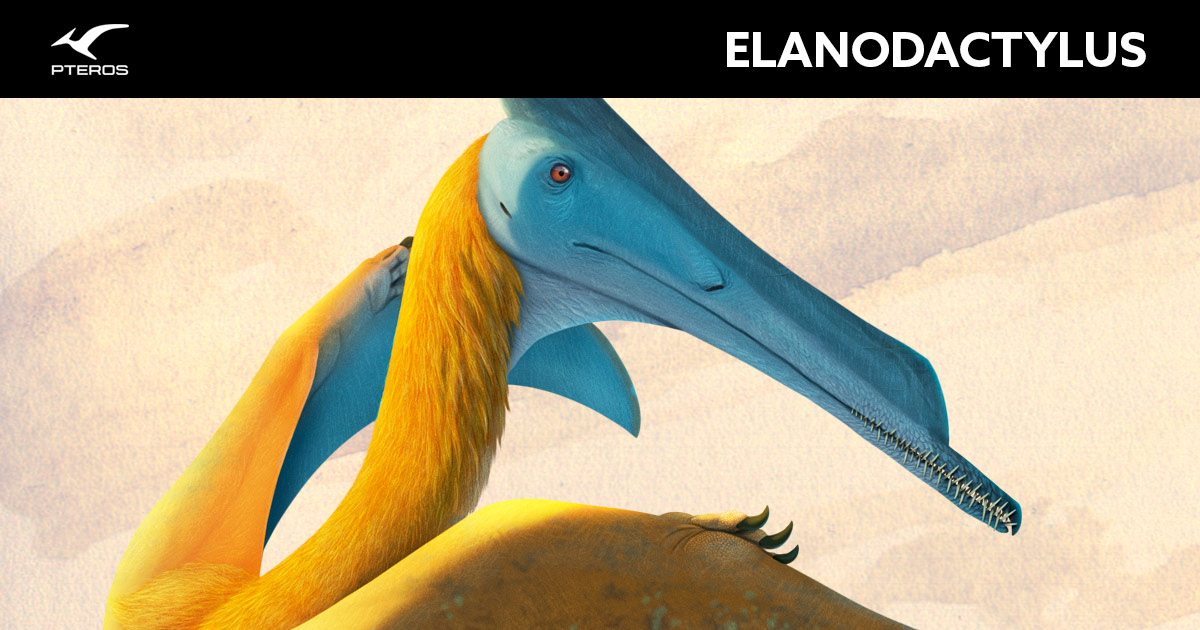 Pteros Pterosaur: Elanodactylus