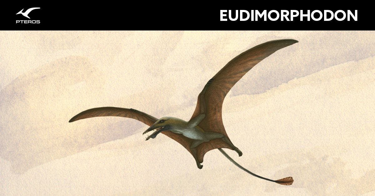 Eudimorphodon - Pteros