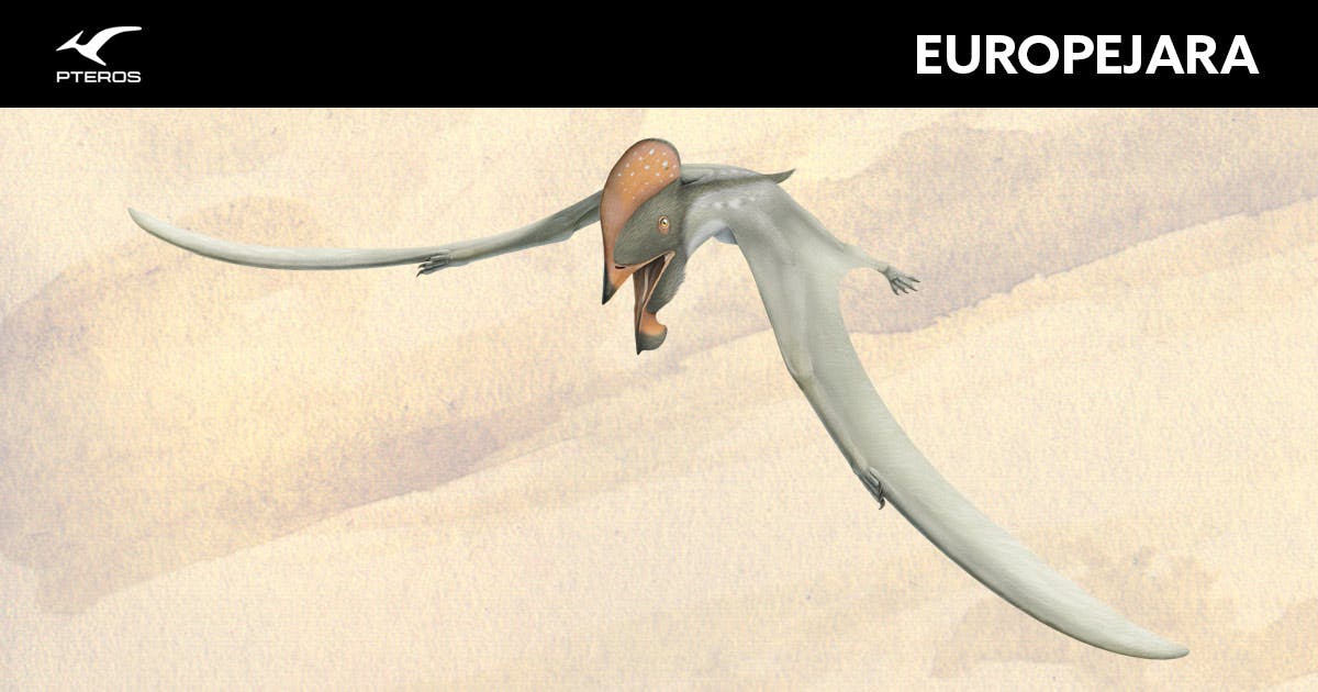 Europejara - Pteros