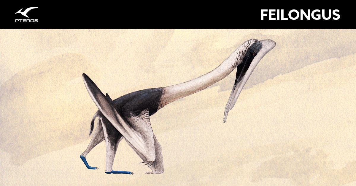 Pteros Pterosaur: Feilongus