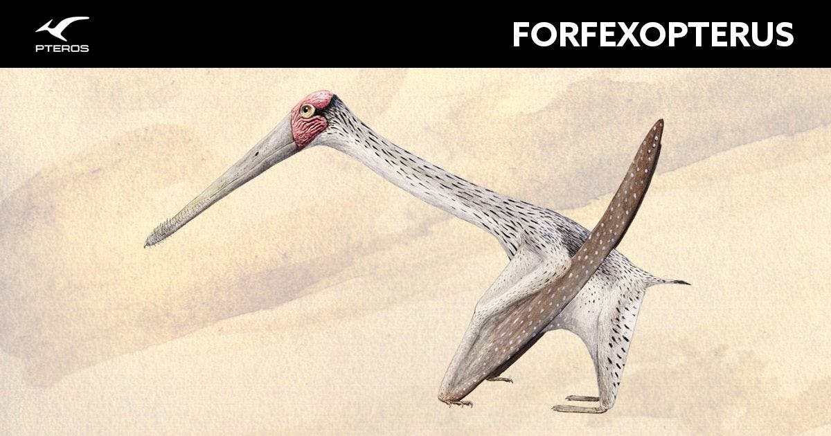Forfexopterus - Pteros