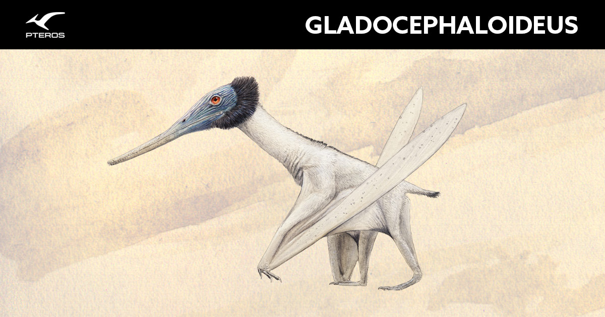 Pteros Pterosaur: Gladocephaloideus