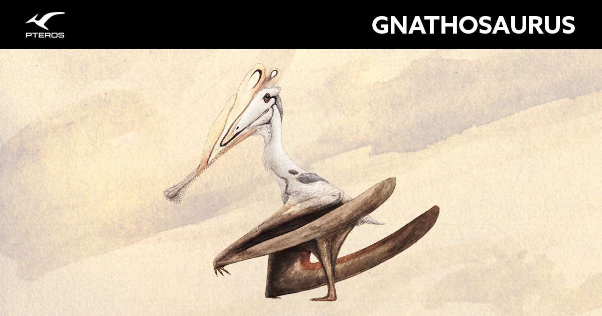 Gnathosaurus - Pteros