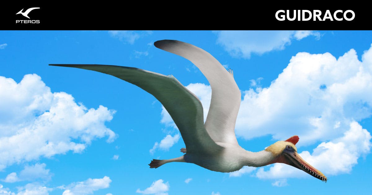 Guidraco - Pteros
