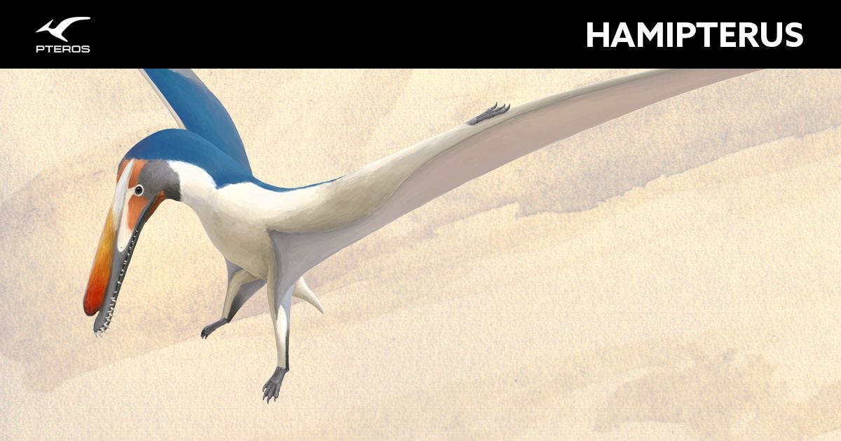 Hamipterus - Pteros