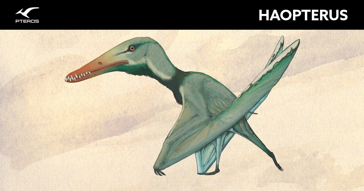 Pteros Pterosaur: Haopterus