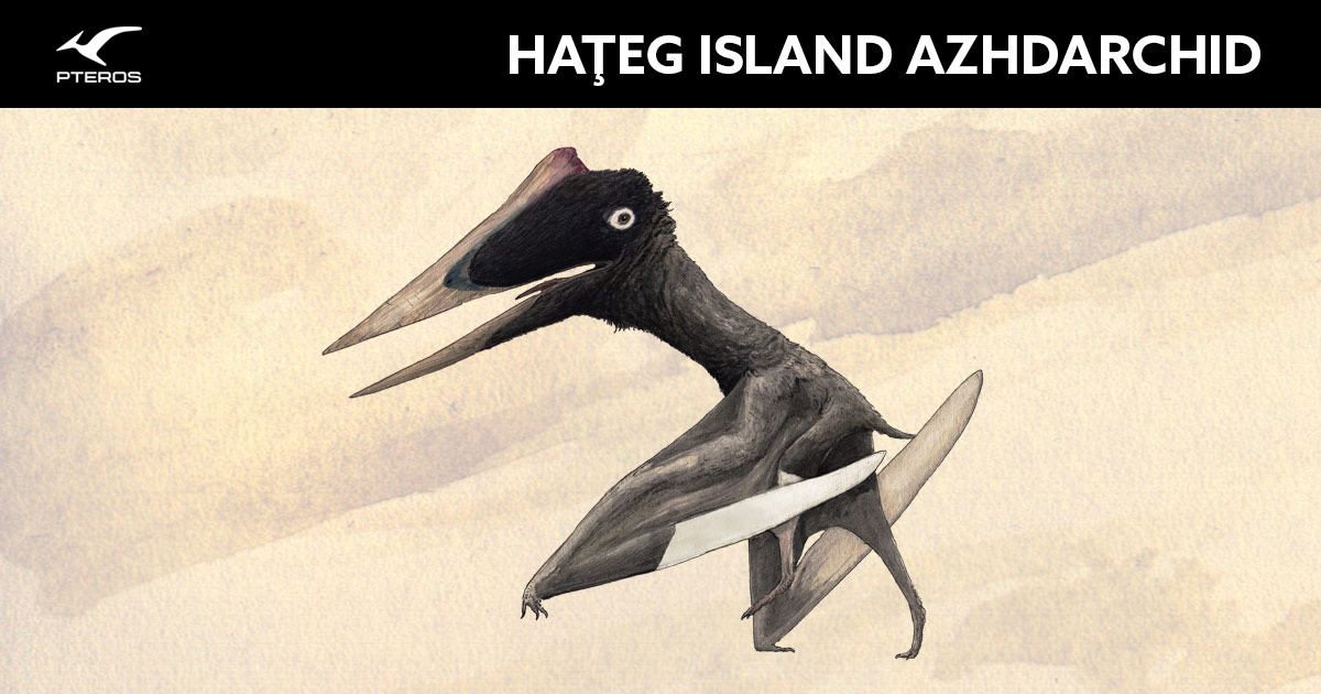 Pteros Pterosaur: Hateg Island Azhdarchid