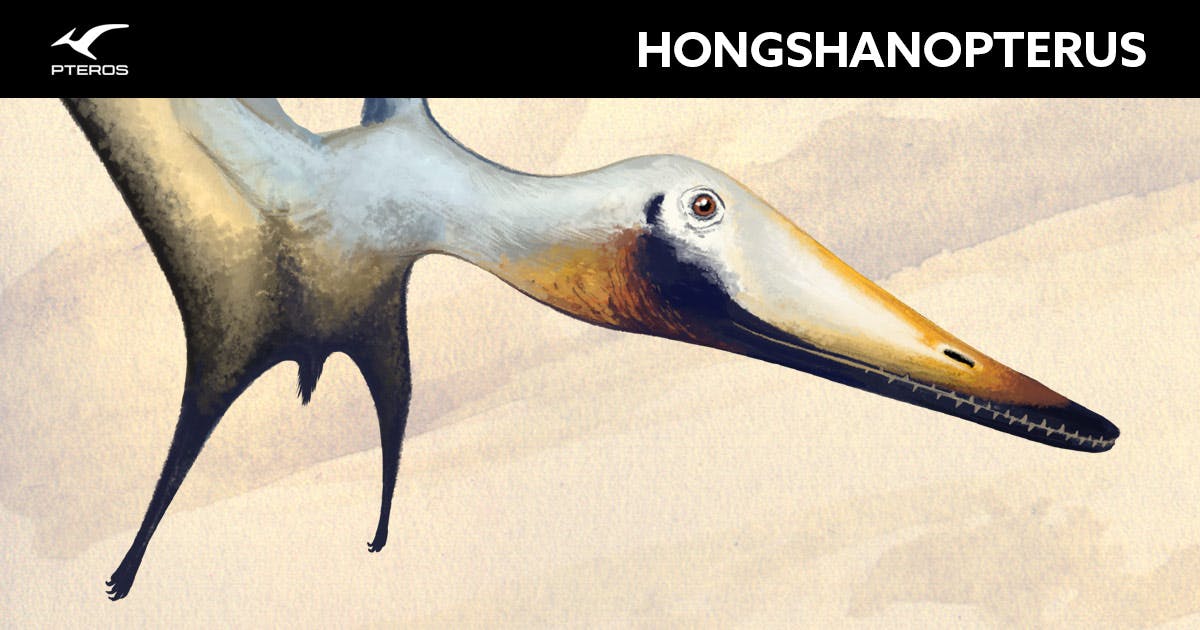 Hongshanopterus - Pteros