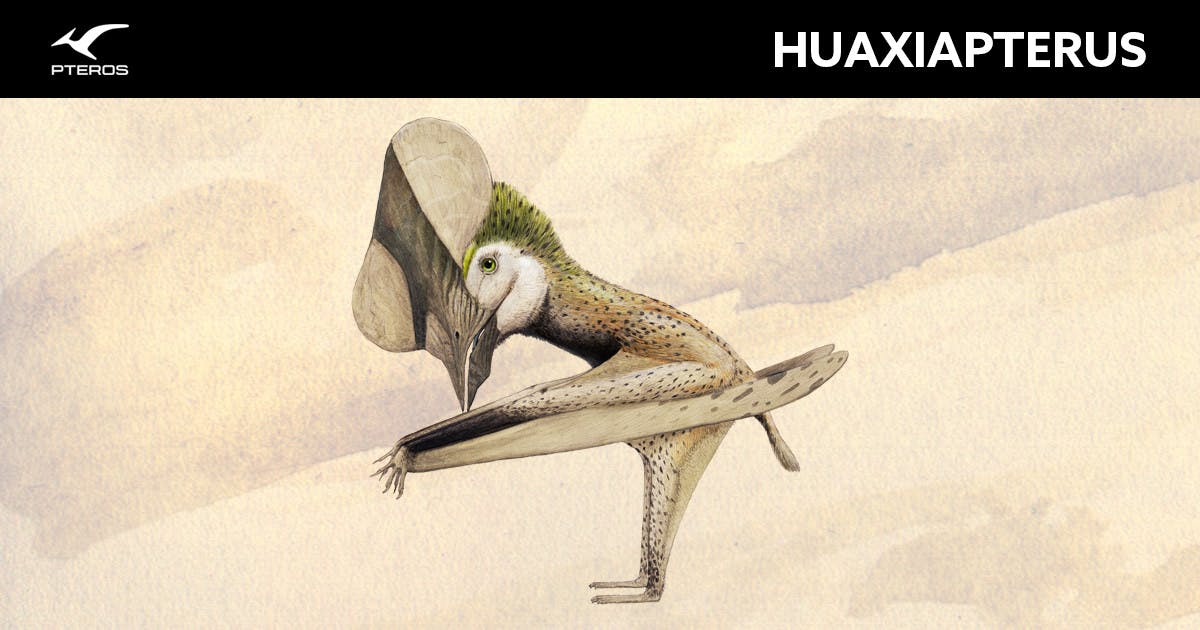 Huaxiapterus - Pteros