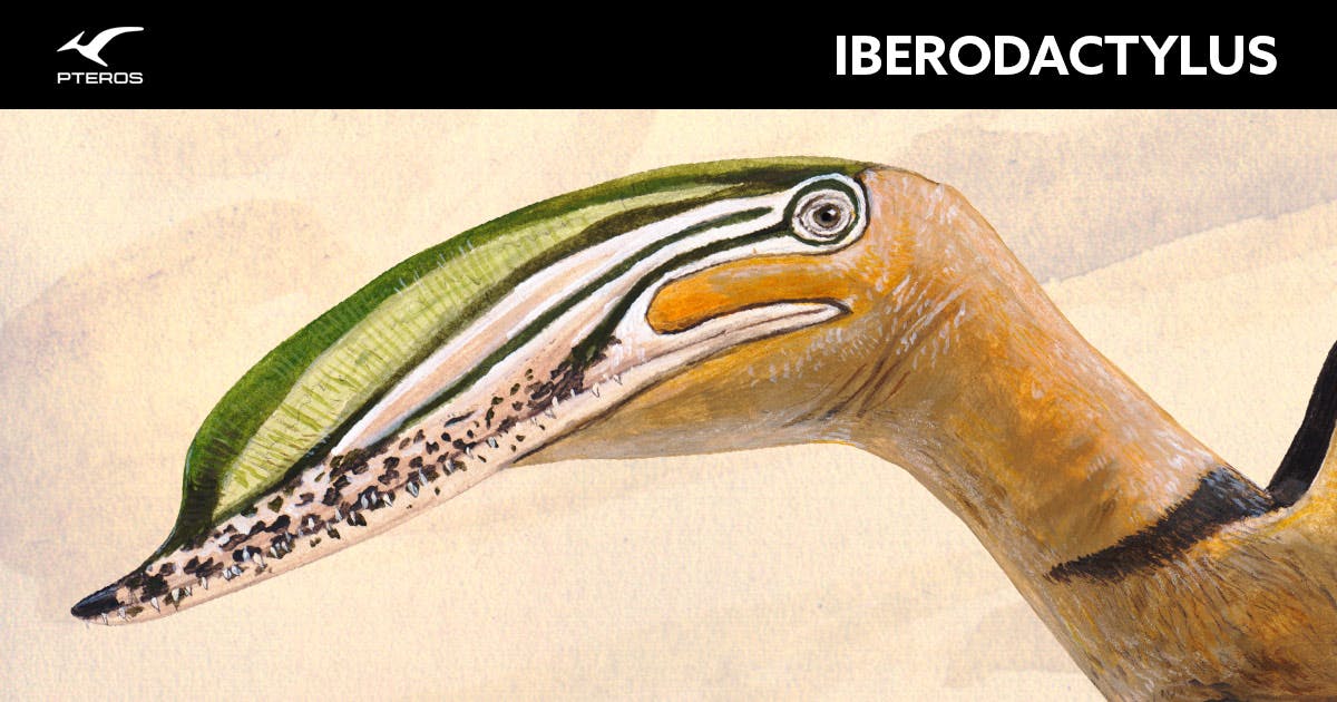 Iberodactylus - Pteros
