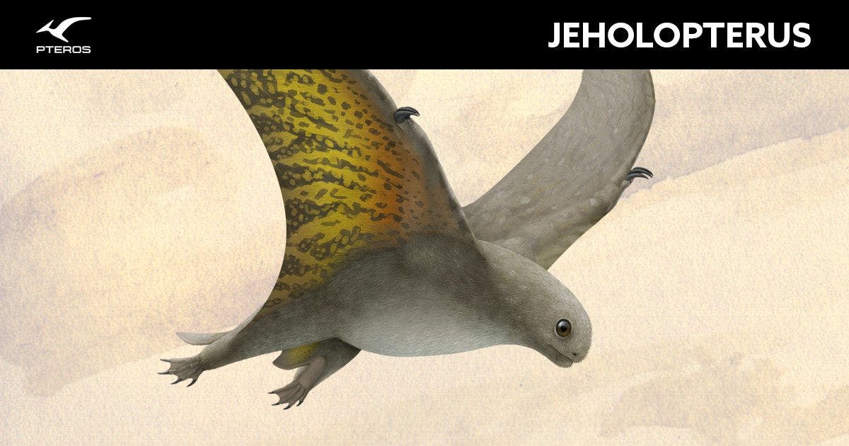 Jeholopterus - Pteros