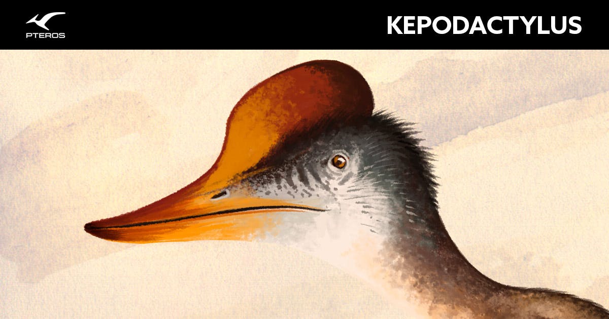 Kepodactylus - Pteros