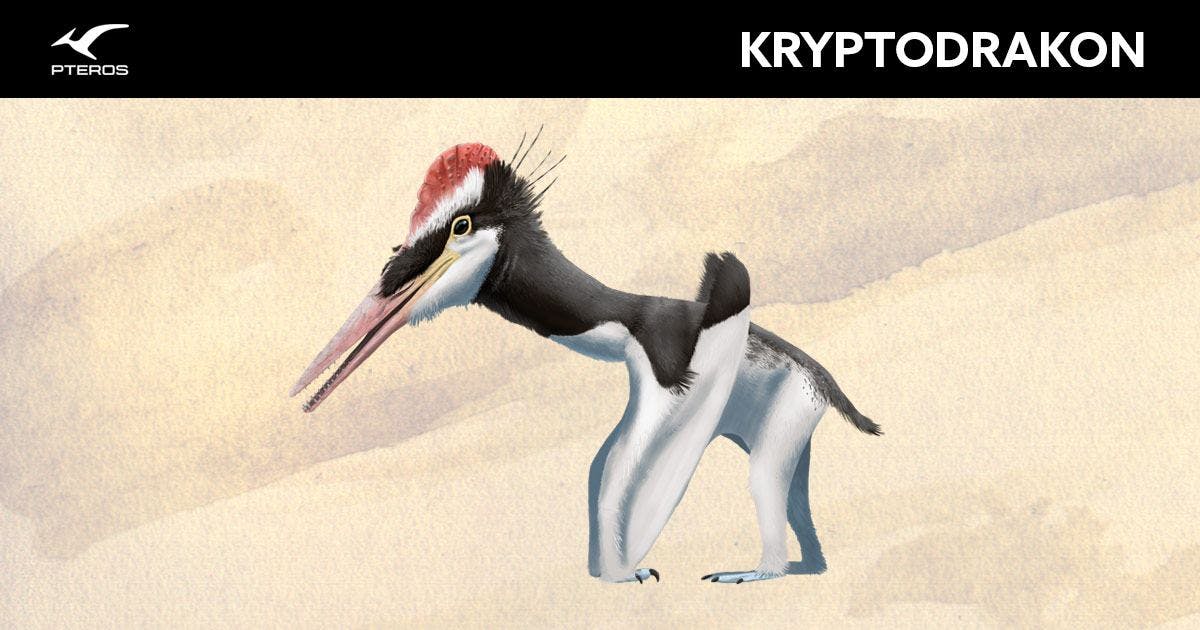 Kryptodrakon - Pteros