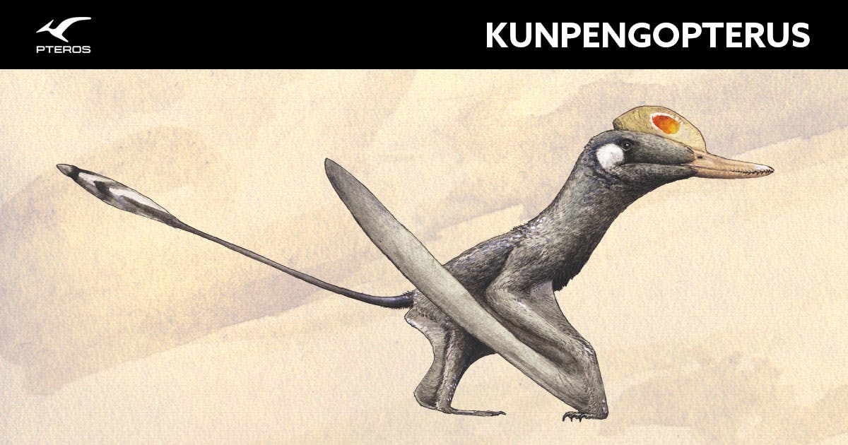 Kunpengopterus - Pteros