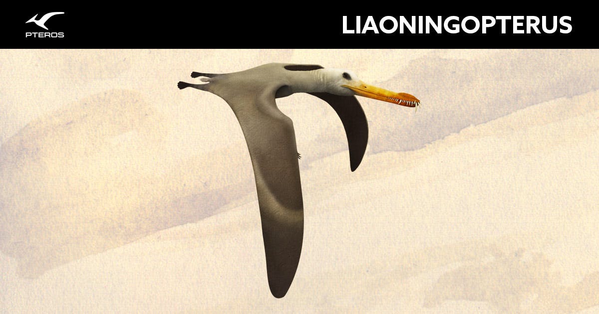 Liaoningopterus - Pteros