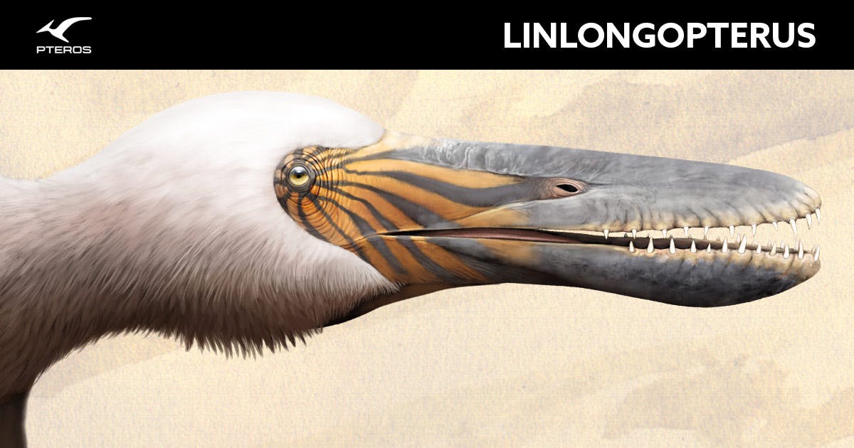 Linlongopterus - Pteros
